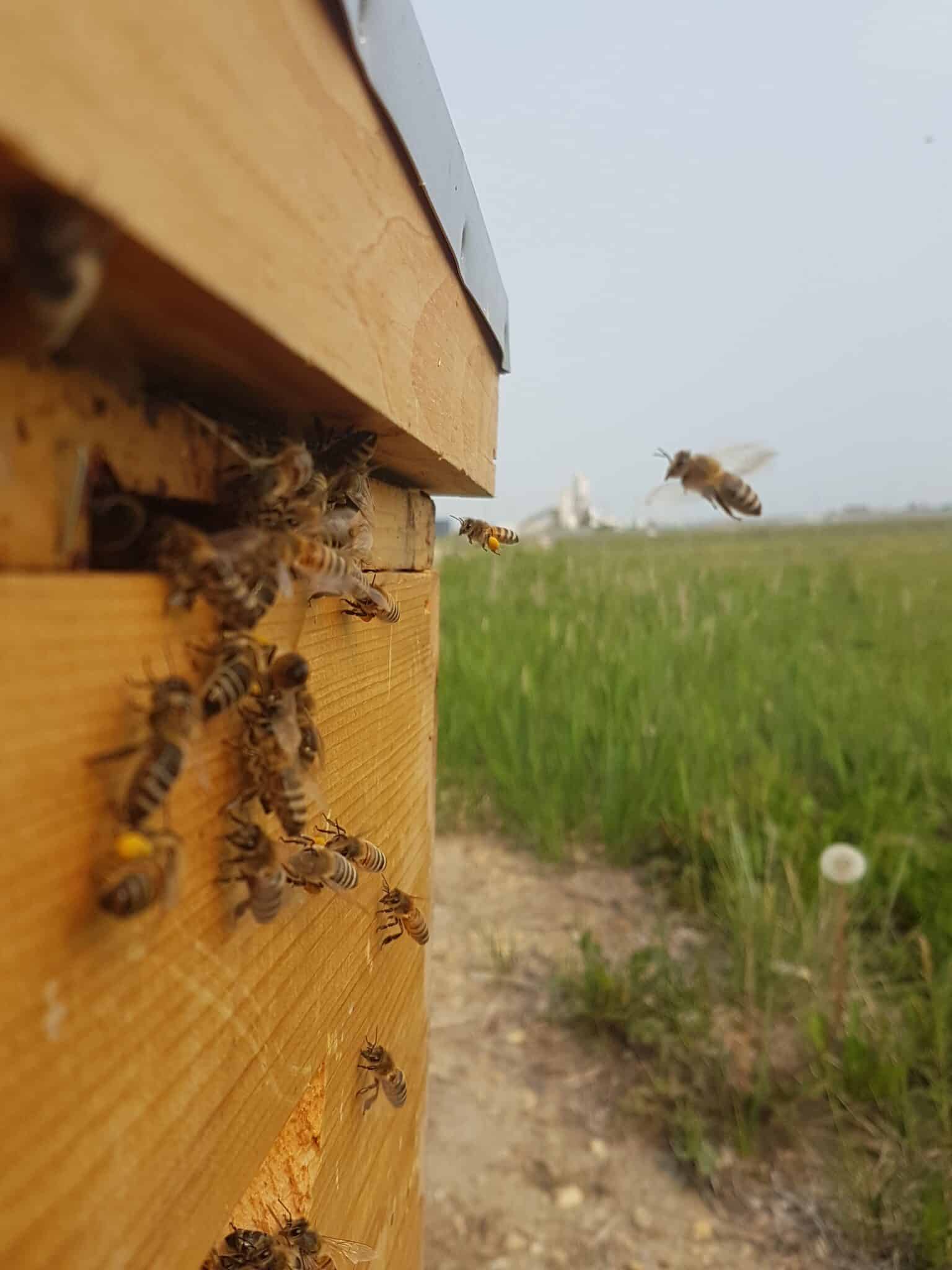 Promoting sustainability: Realterm's bee box harvest | Realterm